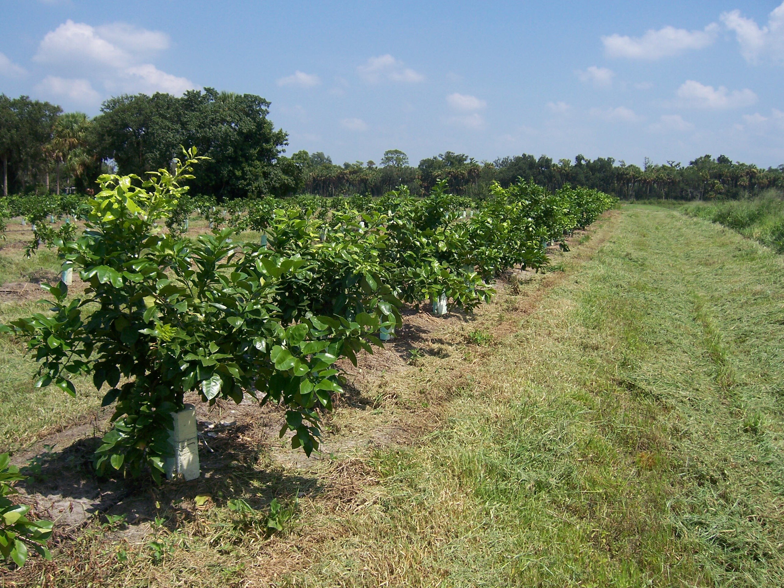 Arapaho Citrus Management's Open Hydroponics Demonstration Grove