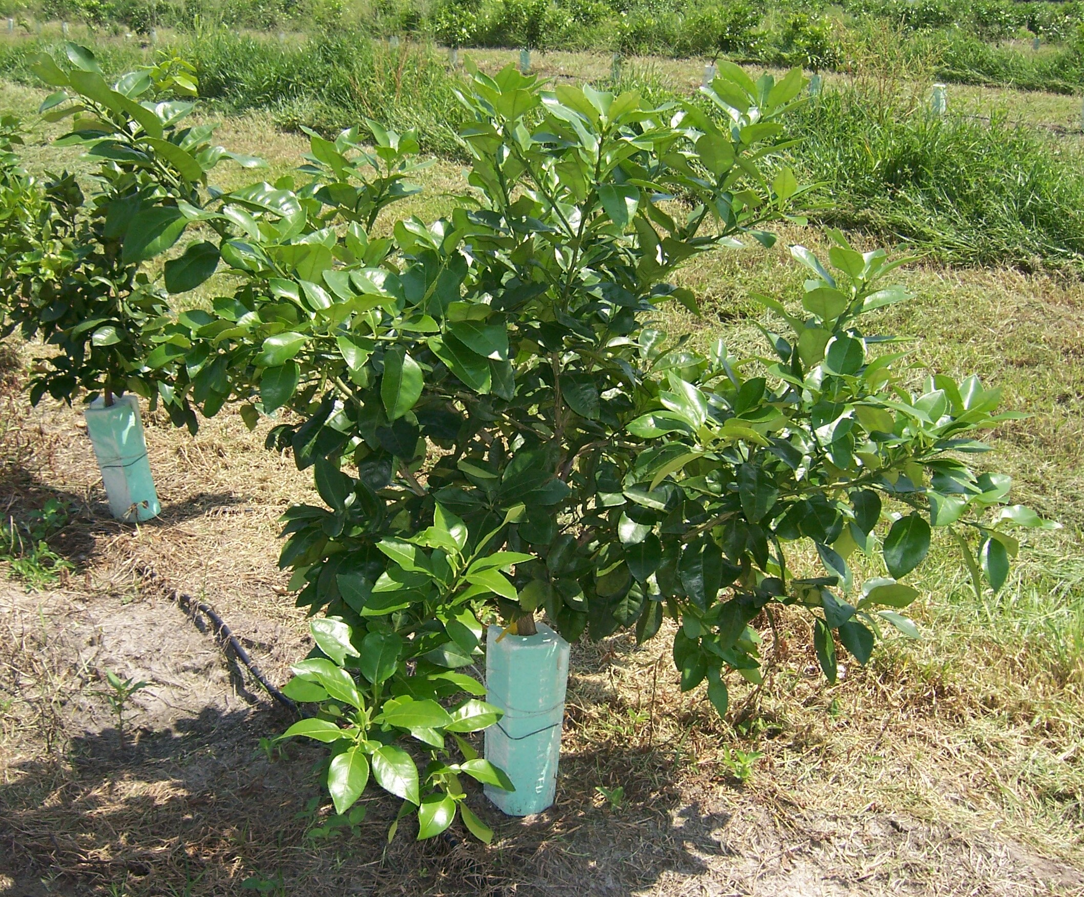 Arapaho Citrus Management's Open Hydroponics Demonstration Grove