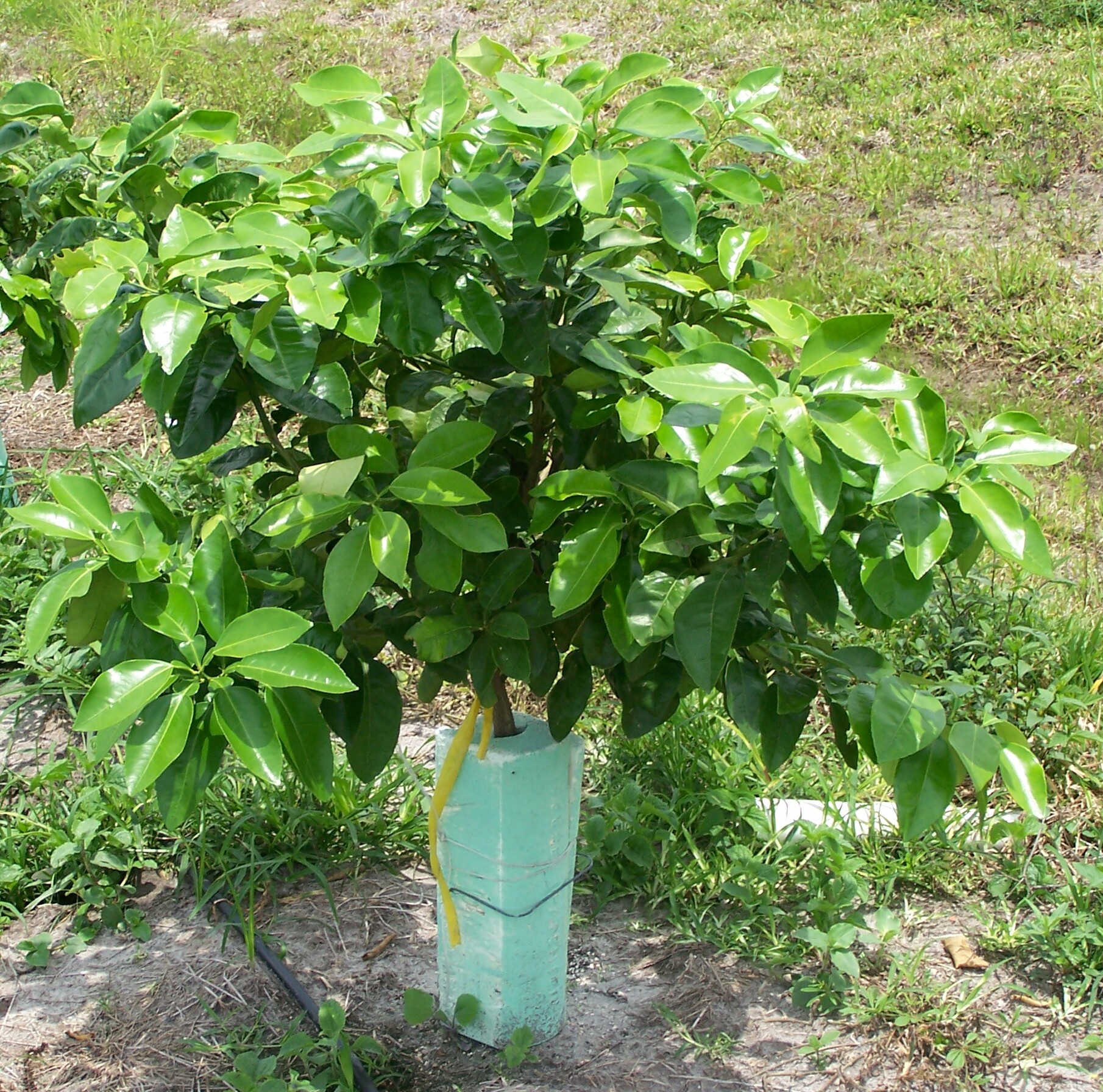 Arapaho Citrus Management's Open Hydroponics Demonstration Grove